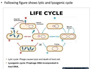 Reproductive cycle of virus | PPTX