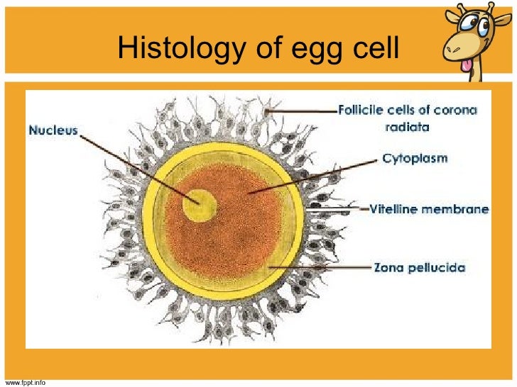 Reproductiveeditedv 110923093801-phpapp02 (1)