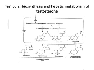 Reproductive endocrin Reproductive physiology | PPT