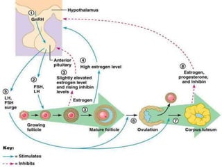 Reproductive endocrinology | PPTX