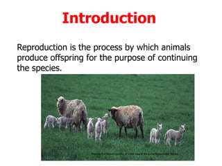 Reproductive endocrinology.pdf