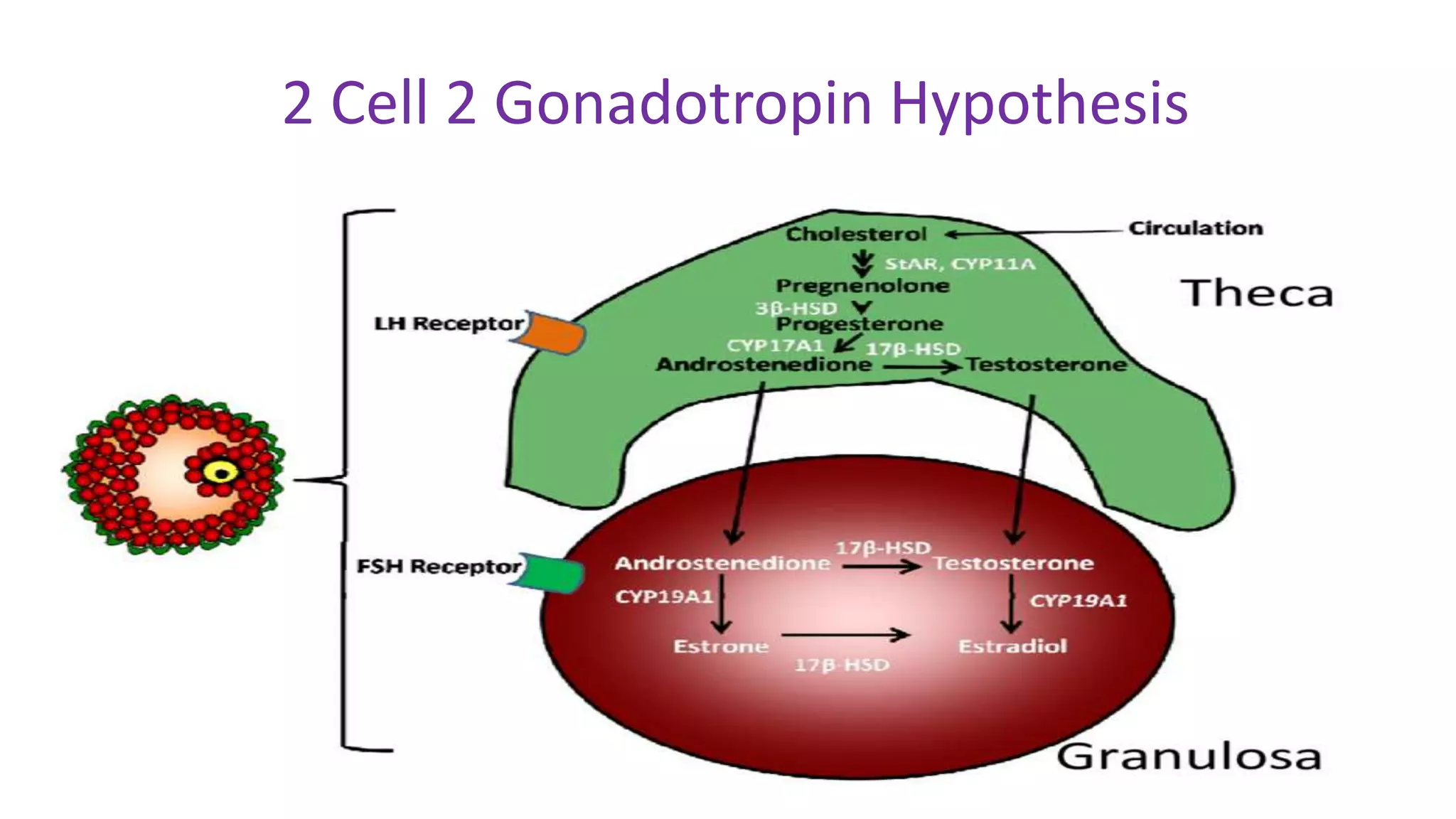 Reproductive endocrinology of ovulation | PPTX