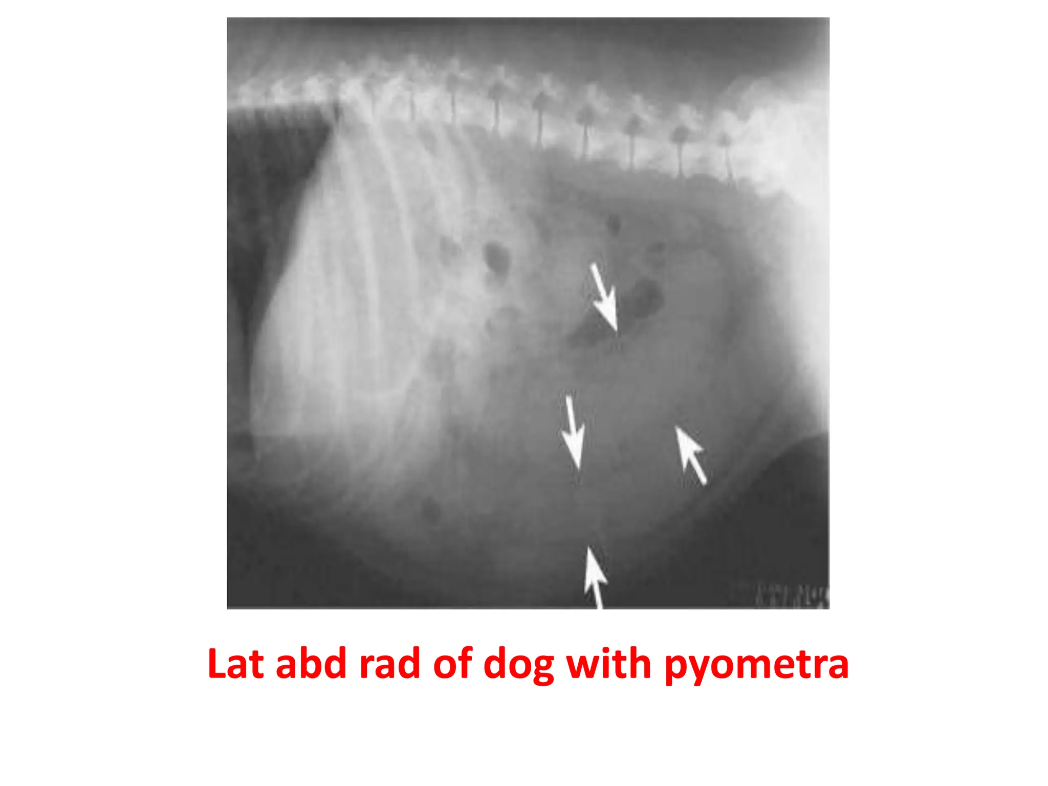 Reproductive & Genital Syst-2; Pyometra.pptx