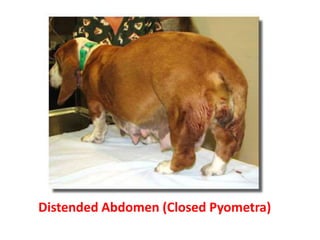 Reproductive & Genital Syst-2; Pyometra.pptx