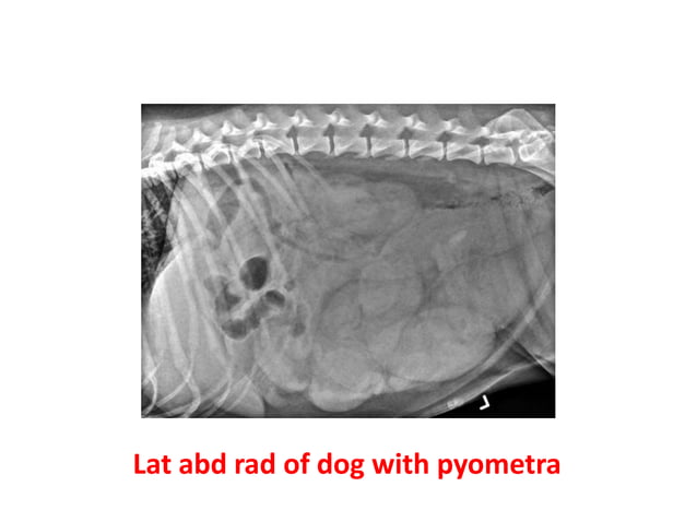 Reproductive & Genital Syst-2; Pyometra.pptx