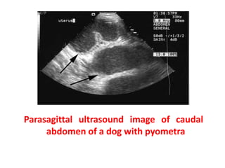 Reproductive & Genital Syst-2; Pyometra.pptx