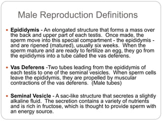 Reproductive health anantomy | PPTX | Infertility | Reproductive Health