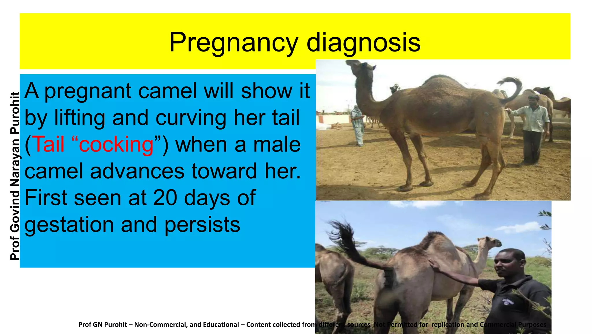 Reproductive health management for camels | PDF