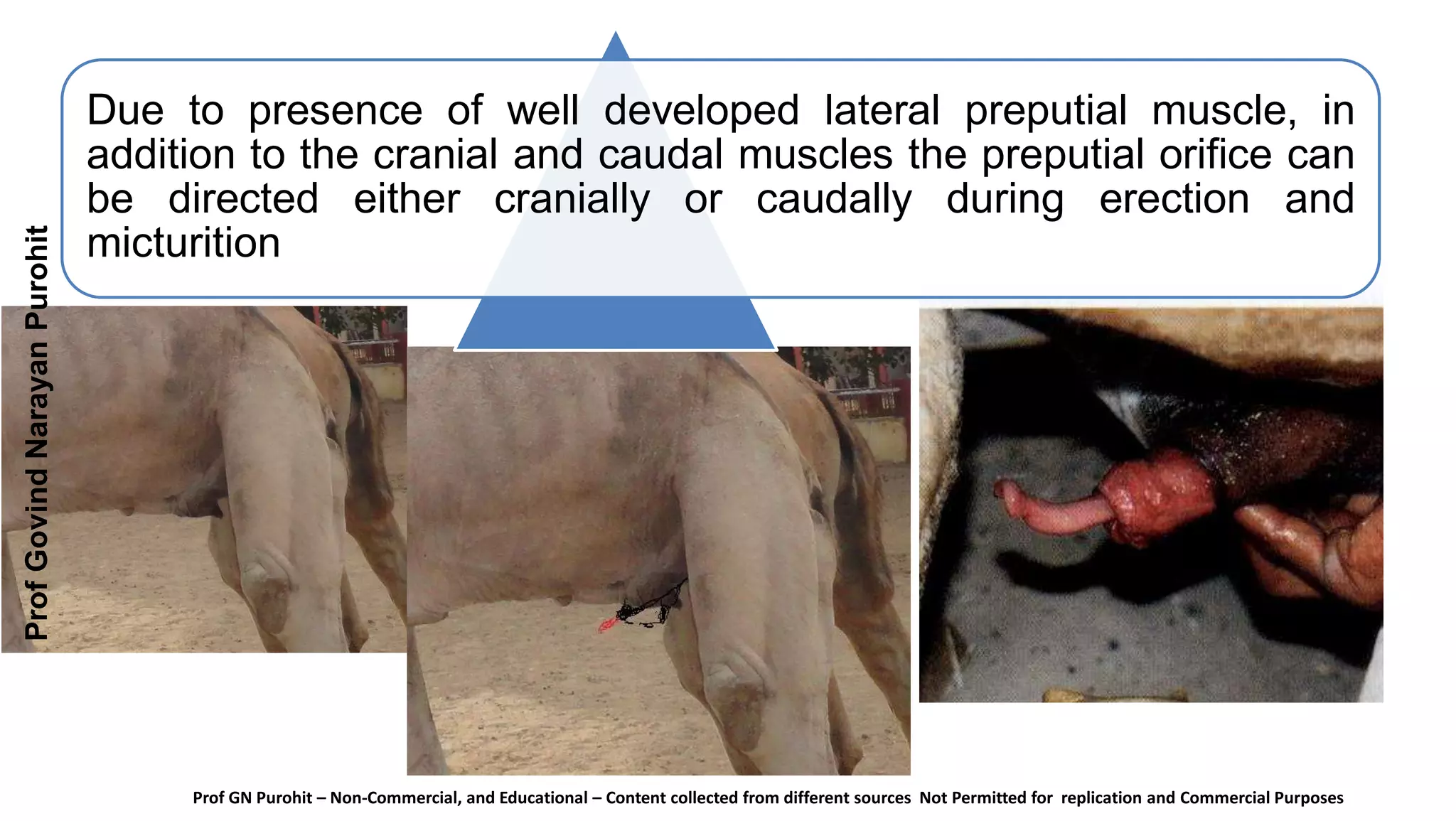 Reproductive health management for camels | PDF