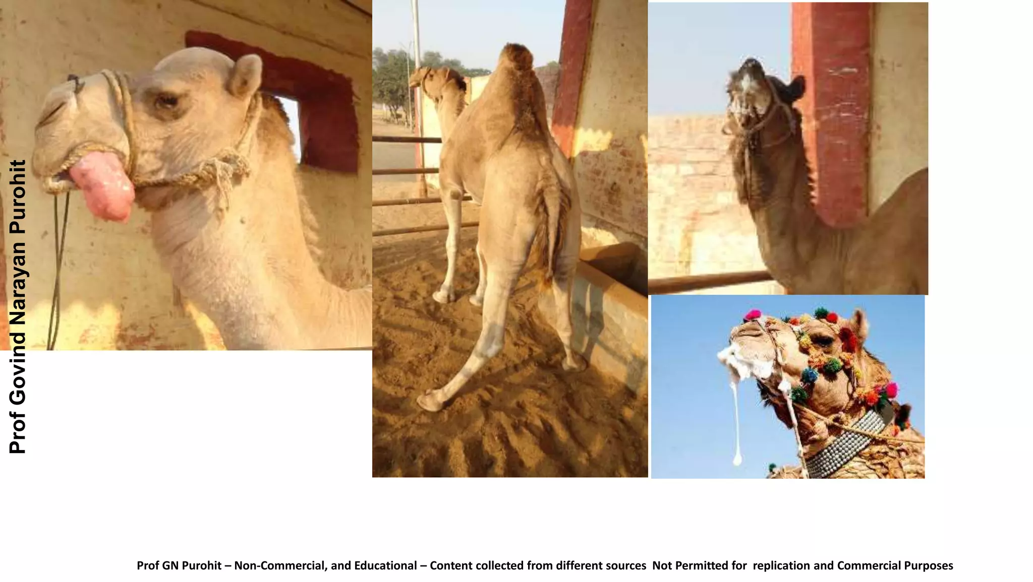 Reproductive health management for camels | PDF