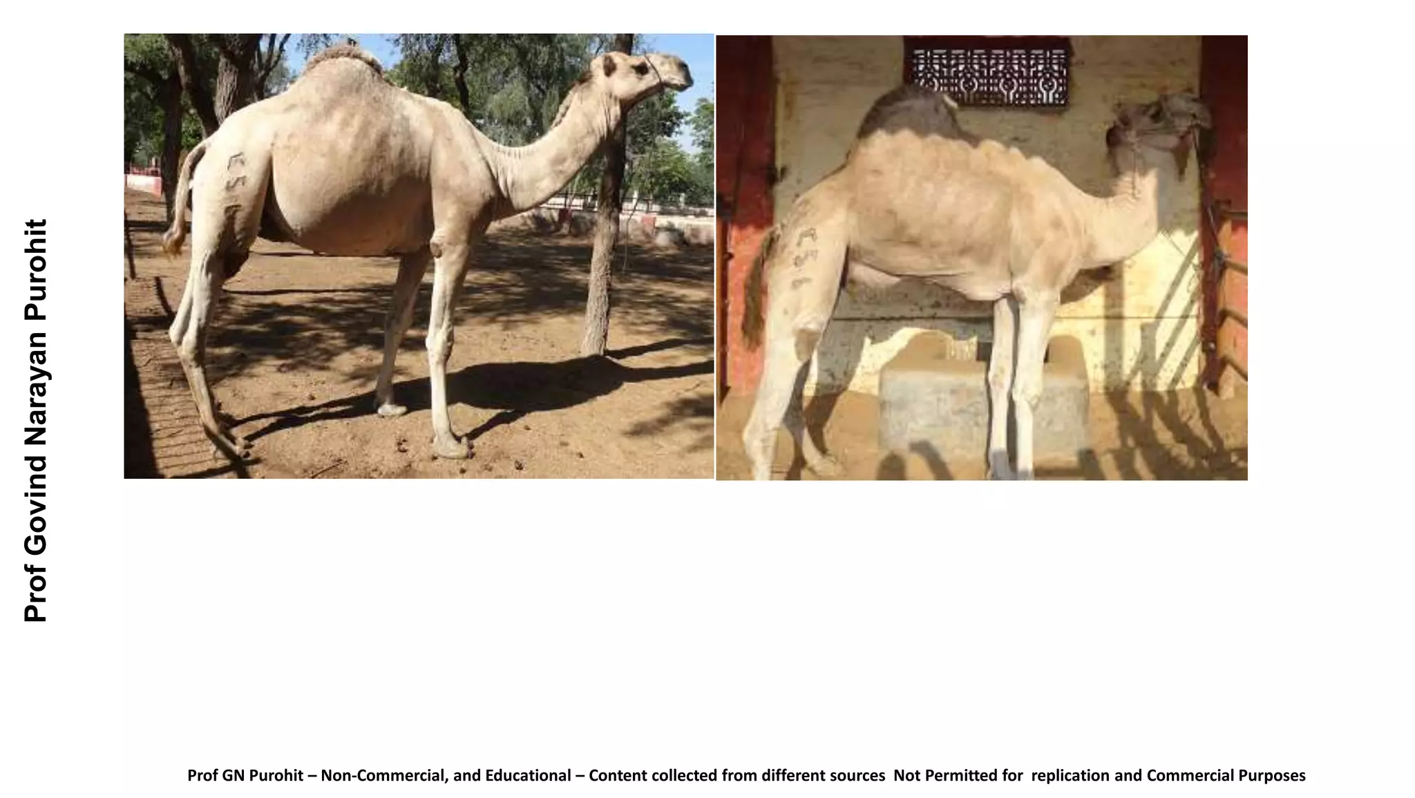 Reproductive health management for camels | PDF