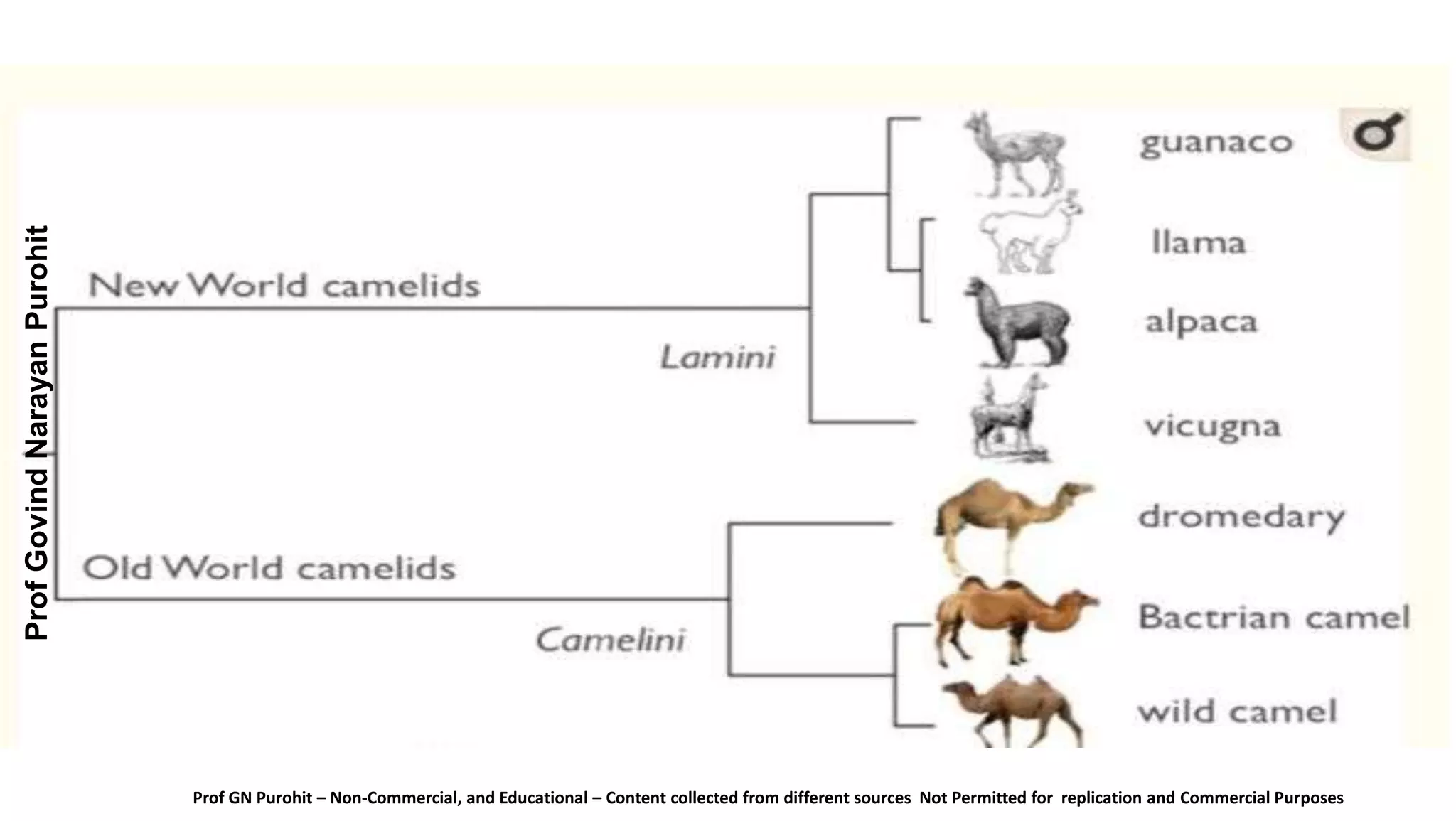 Reproductive health management for camels | PDF