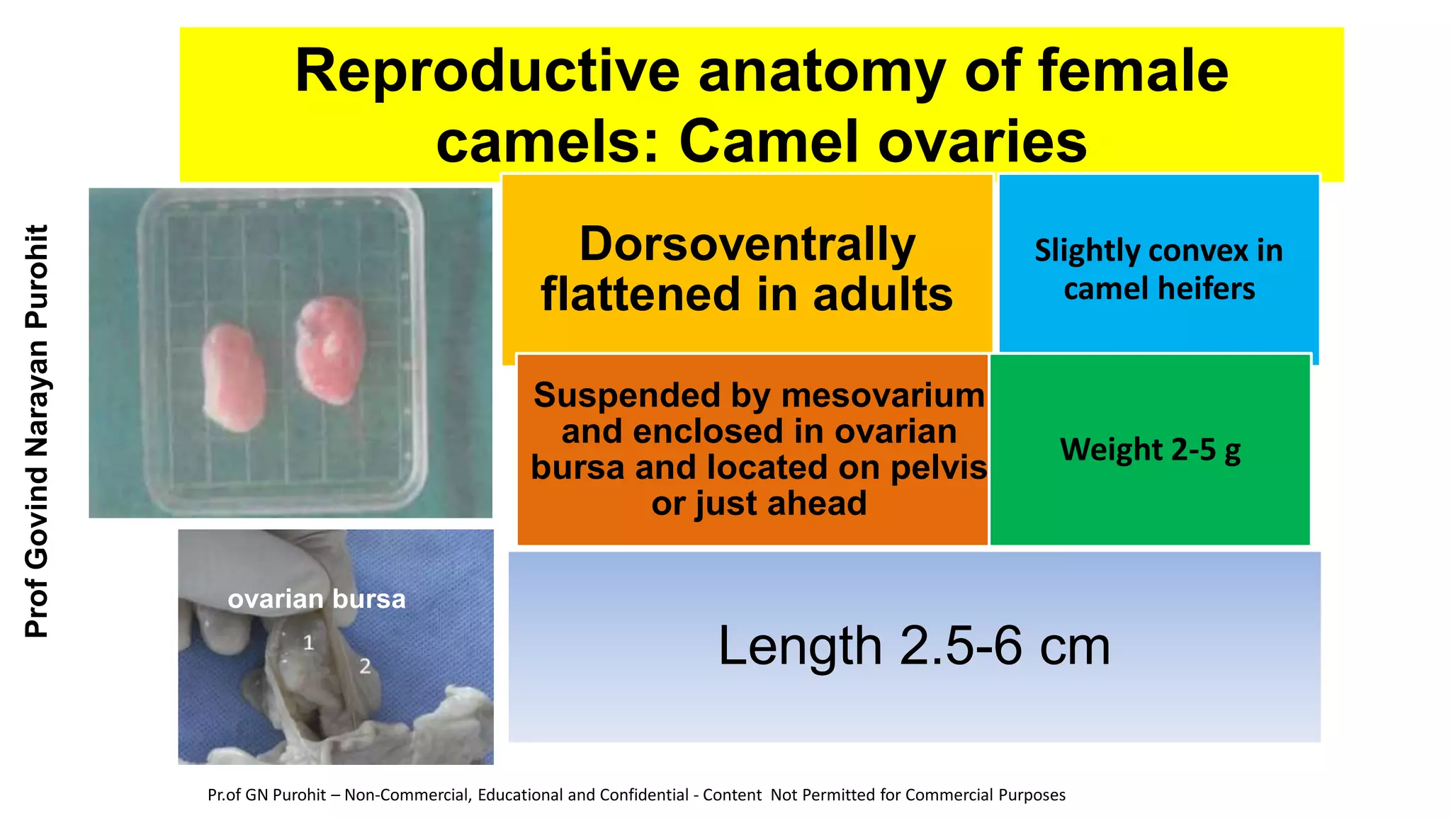 Reproductive health management for camels | PDF