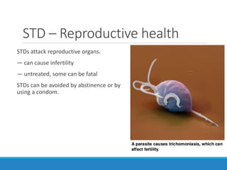 Reproductive Hormones | PPT
