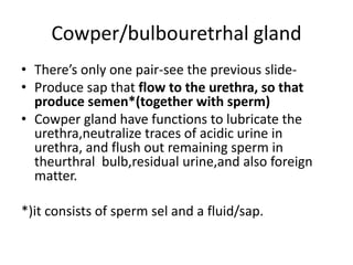 Reproductive organ of male | PPTX | Infertility | Reproductive Health