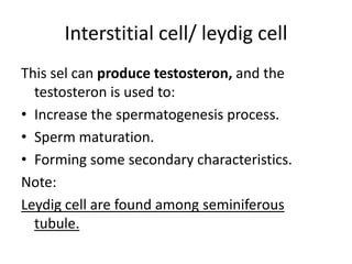 Reproductive organ of male | PPTX