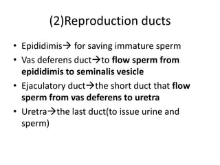 Reproductive organ of male | PPTX