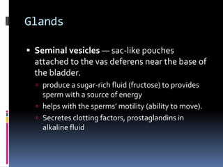 Reproductive organs | PPT