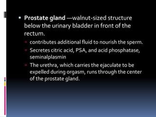 Reproductive organs | PPT