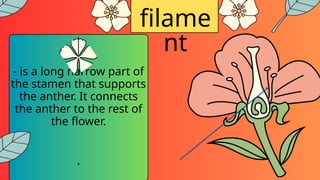 Reproductive Parts of Flowers for grade 5.pptx