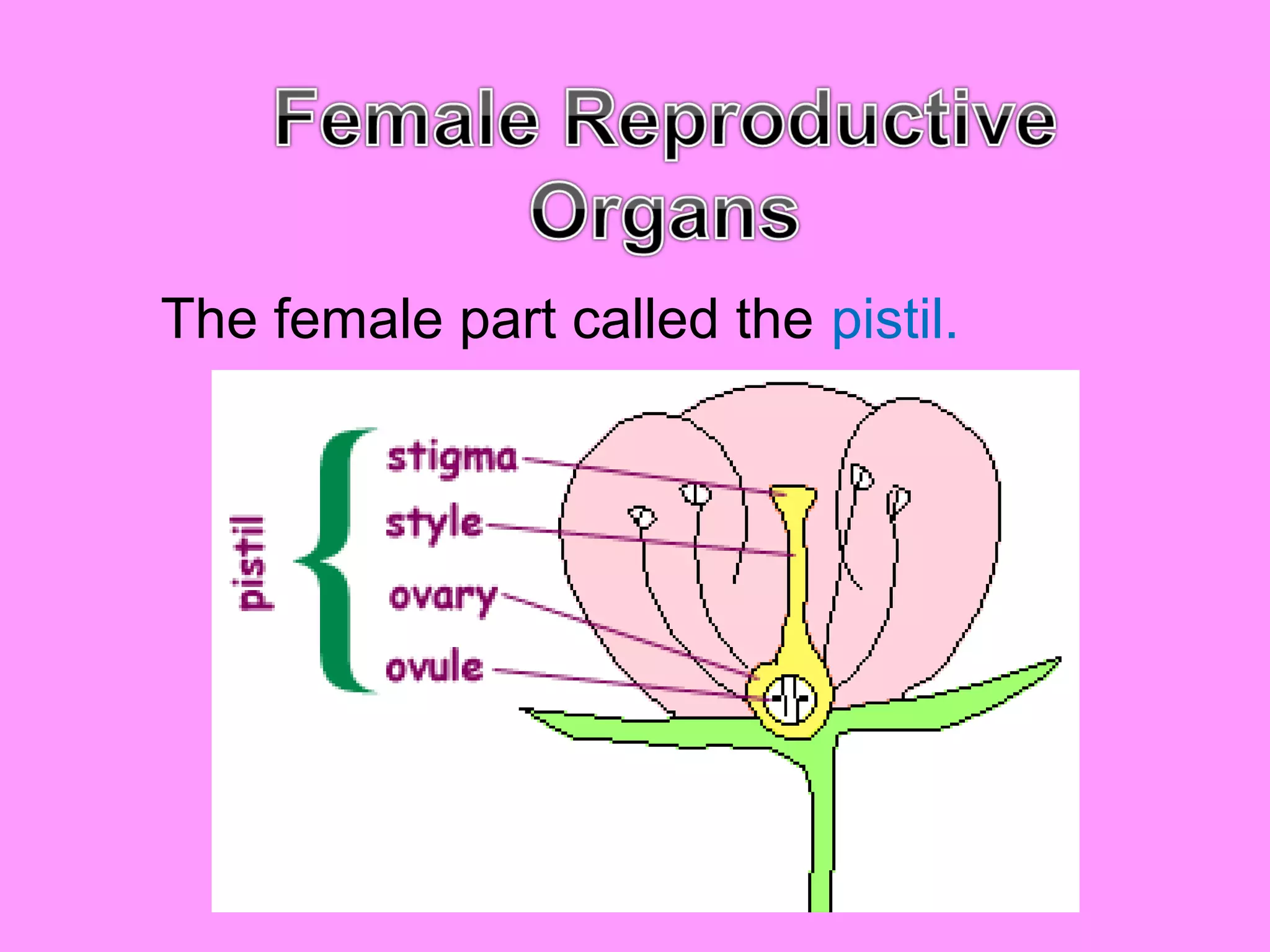 Reproductive parts of plants- J.Dael
