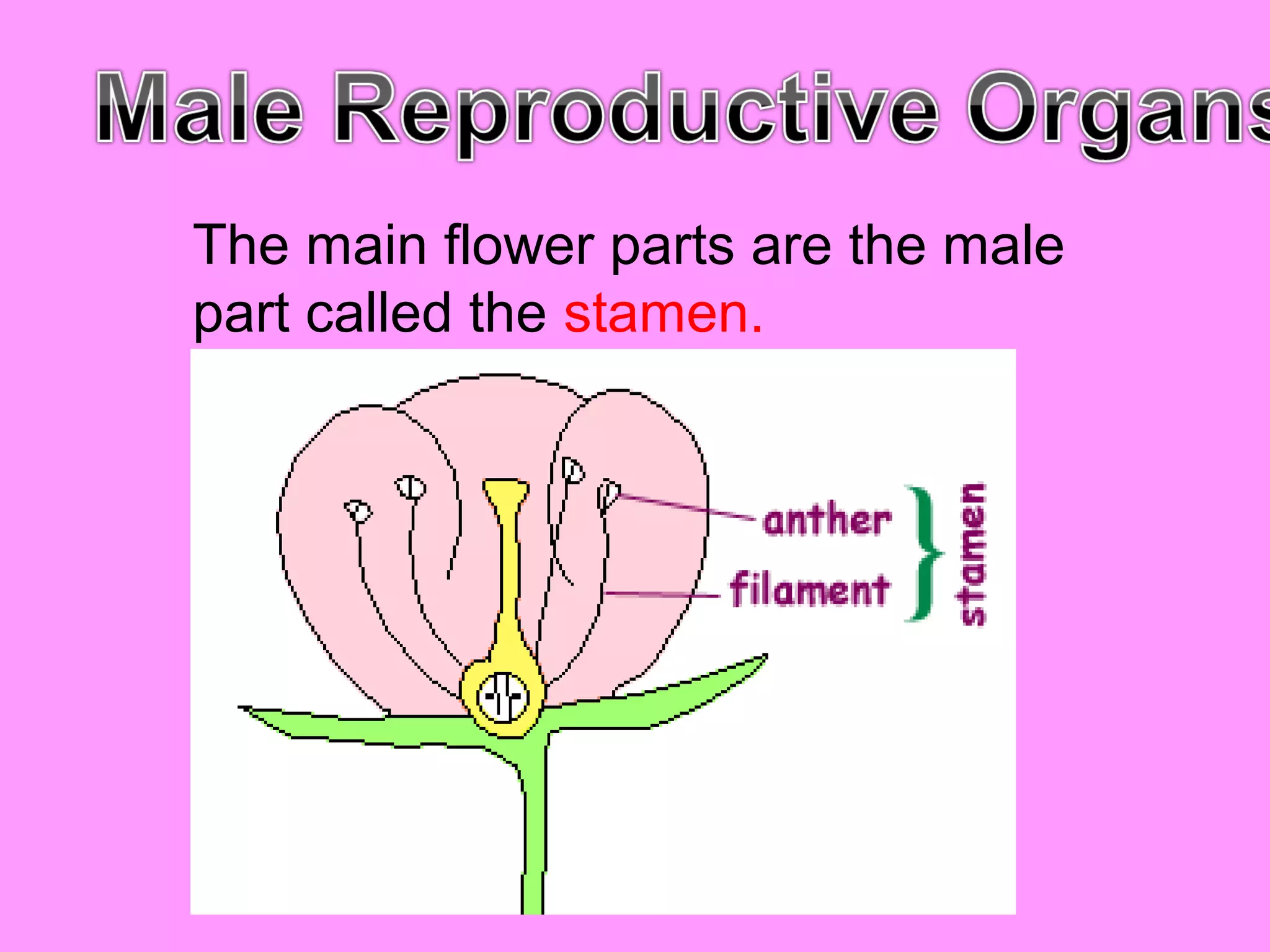 Reproductive parts of plants- J.Dael