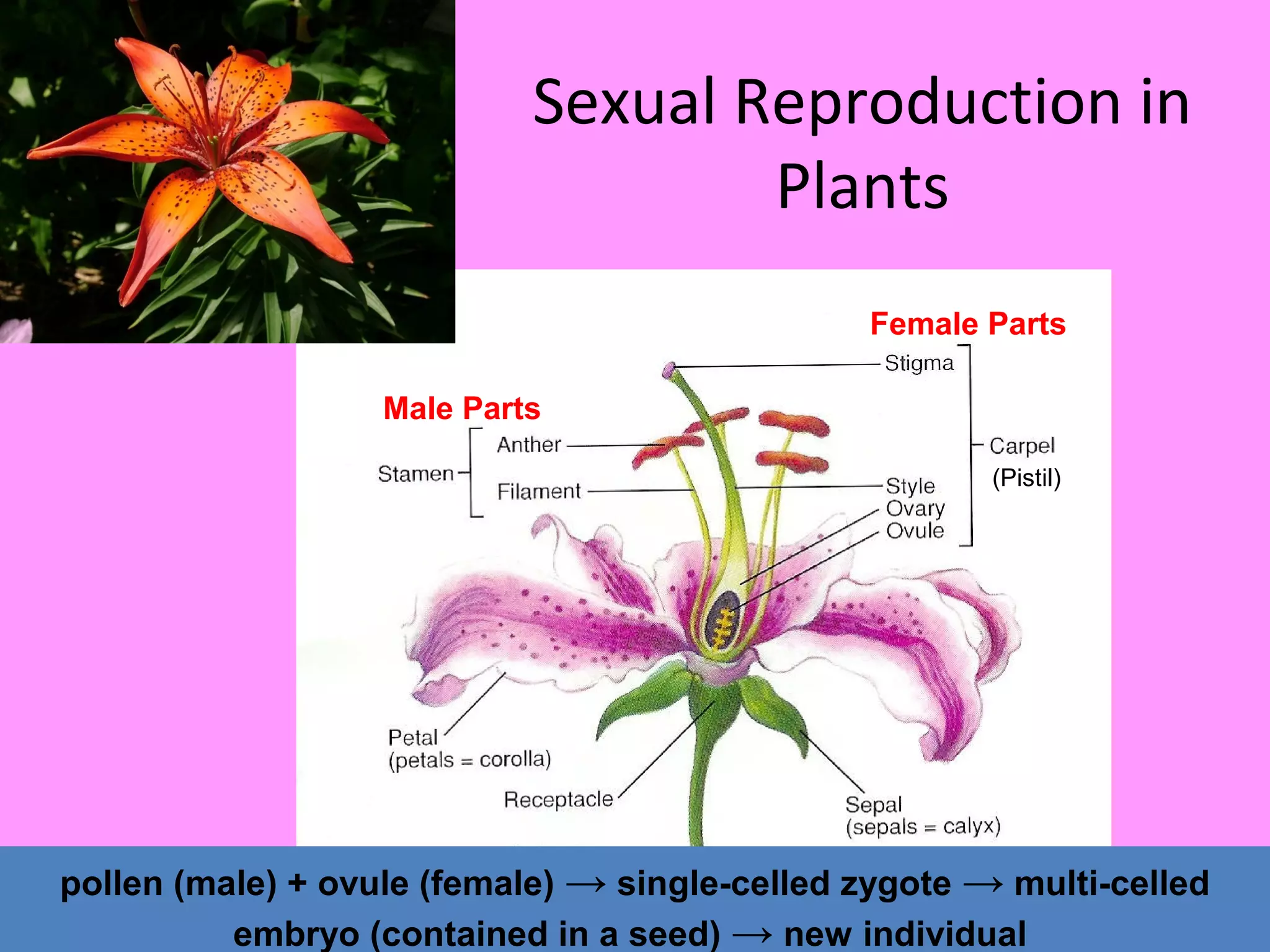 Reproductive parts of plants- J.Dael