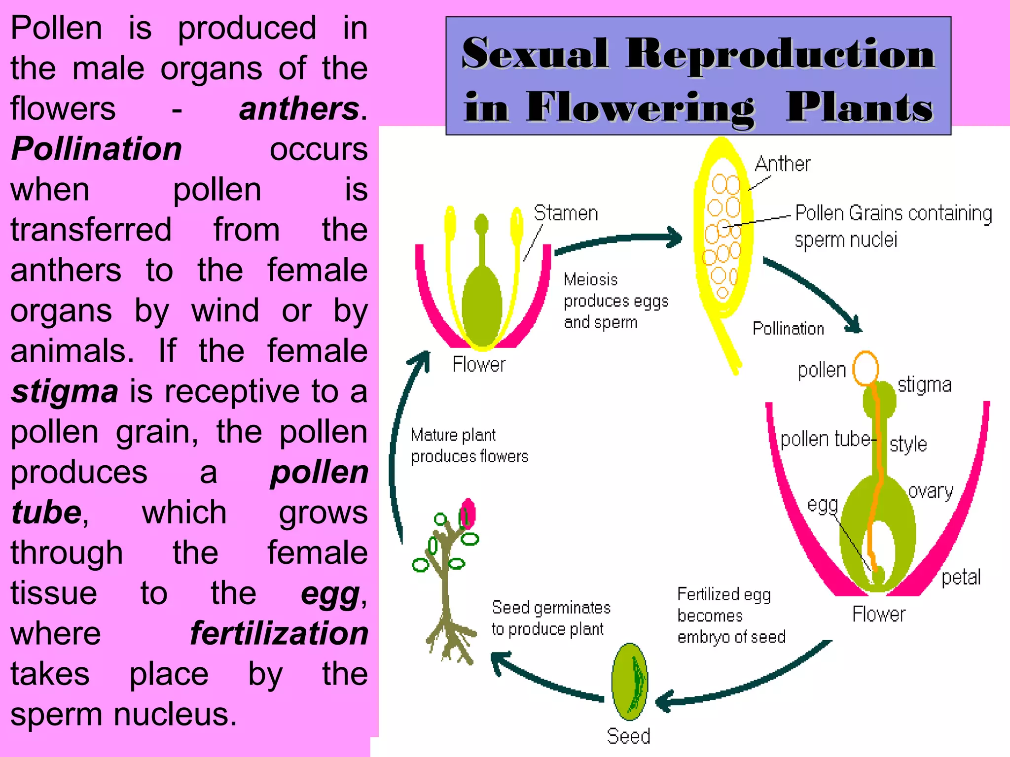Reproductive parts of plants- J.Dael