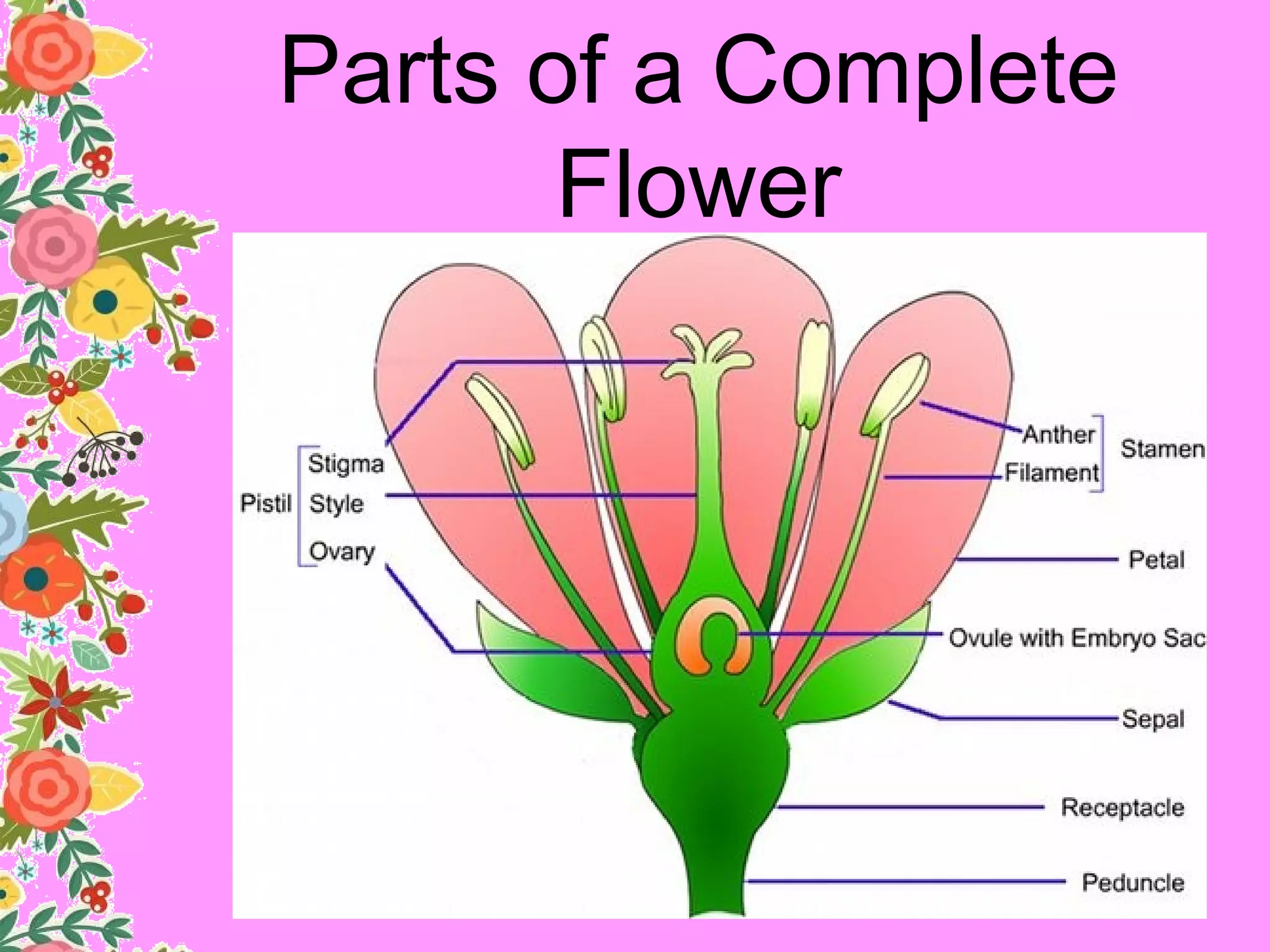 Reproductive parts of plants- J.Dael
