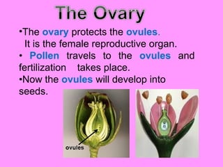 Reproductive parts of plants- J.Dael