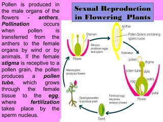 Reproductive parts of plants- J.Dael