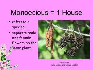 Reproductive parts of plants- J.Dael