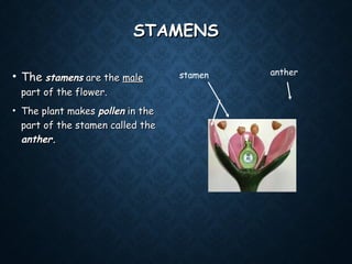 Reproductive Parts of the Flowerrrrrrrrrrr | PPT