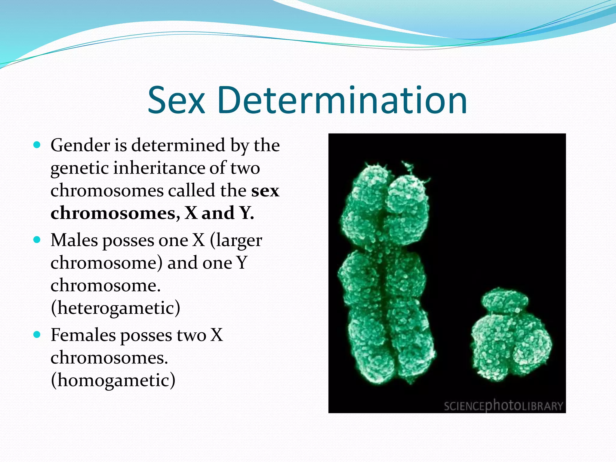 Reproductive physiology | PPTX