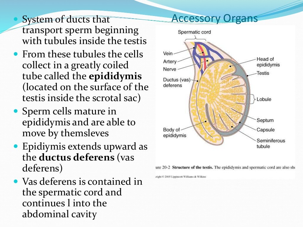 Reproductive physiology