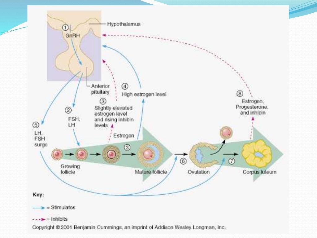 Reproductive physiology