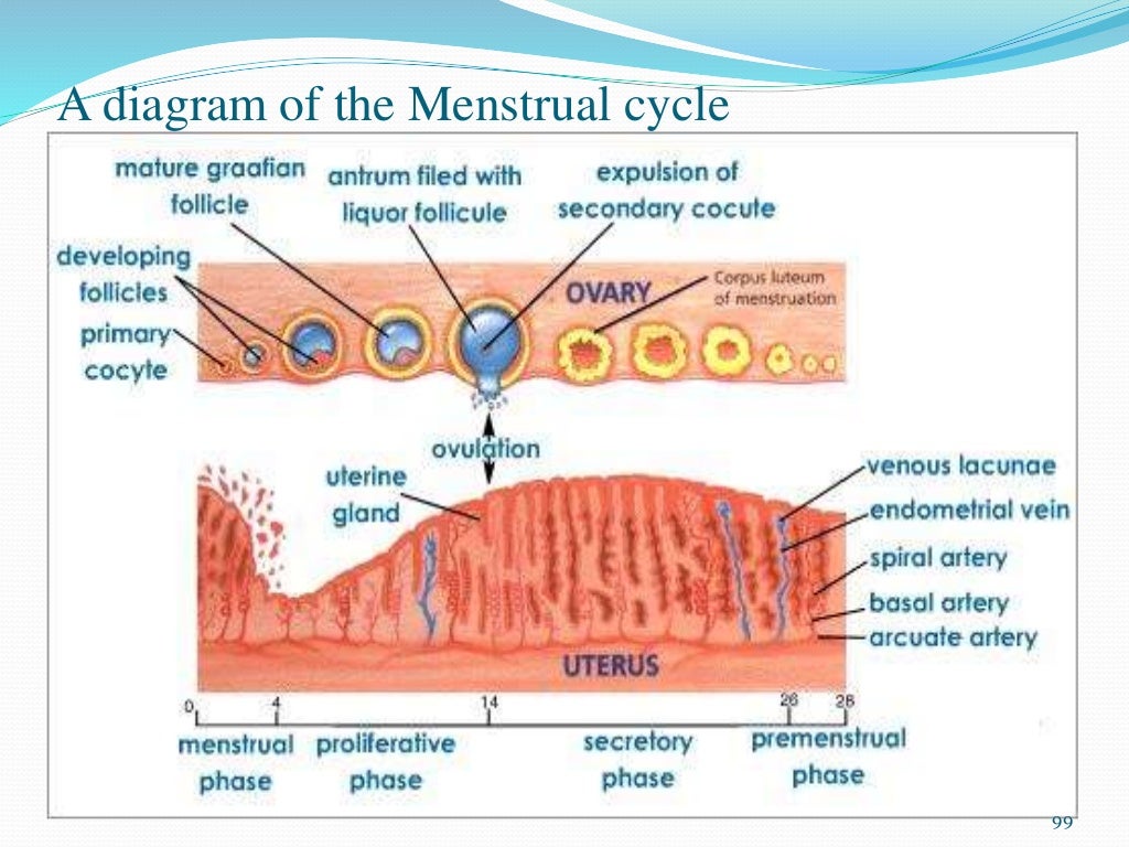 Reproductive physiology