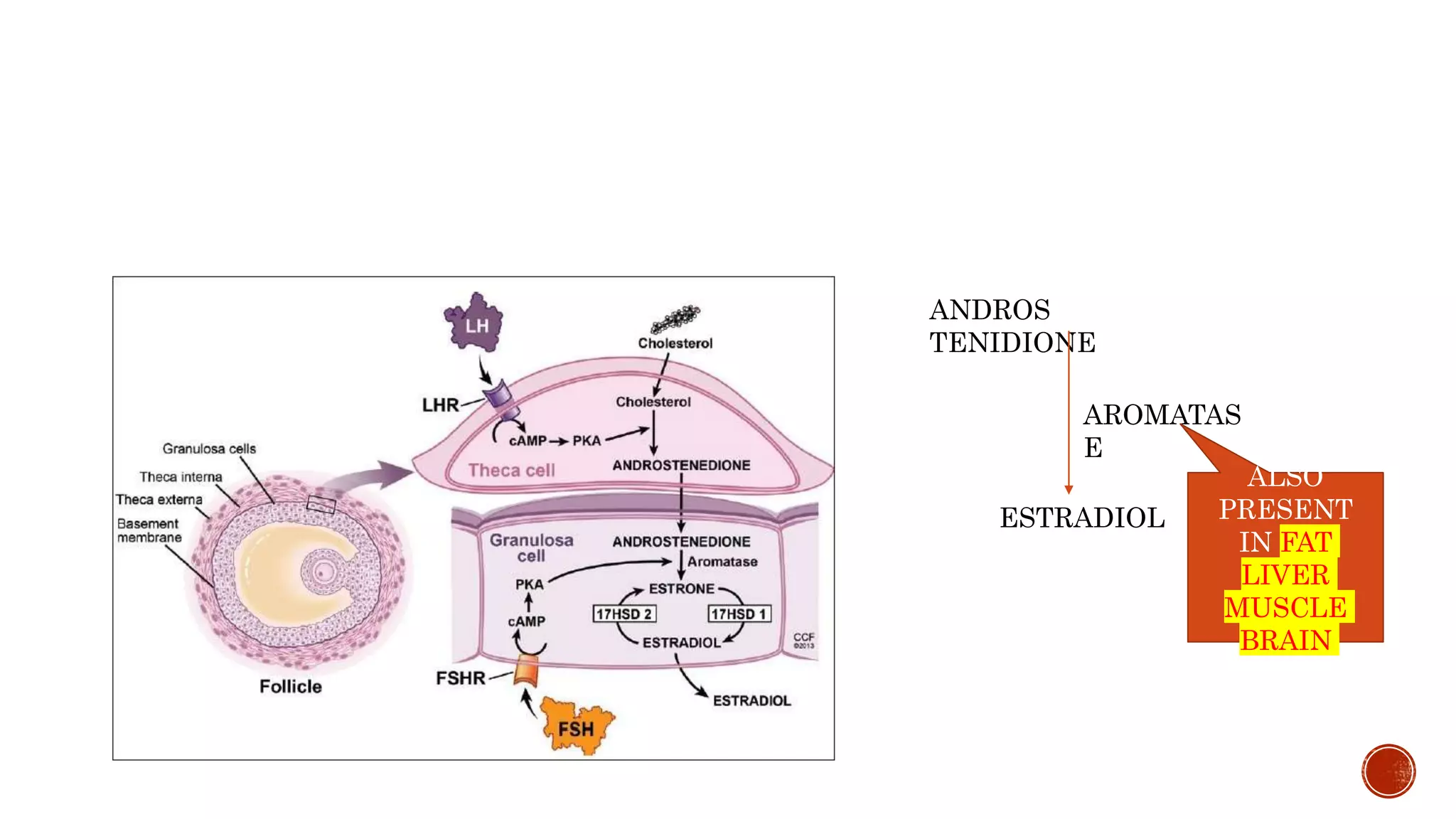 Reproductive system physiology revision notes | PPTX