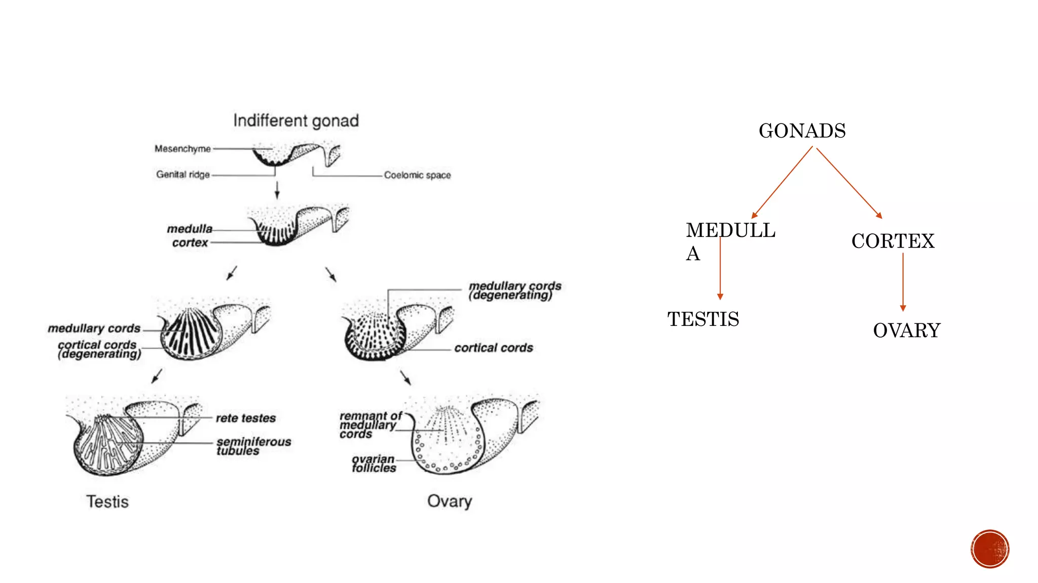Reproductive system physiology revision notes | PPTX