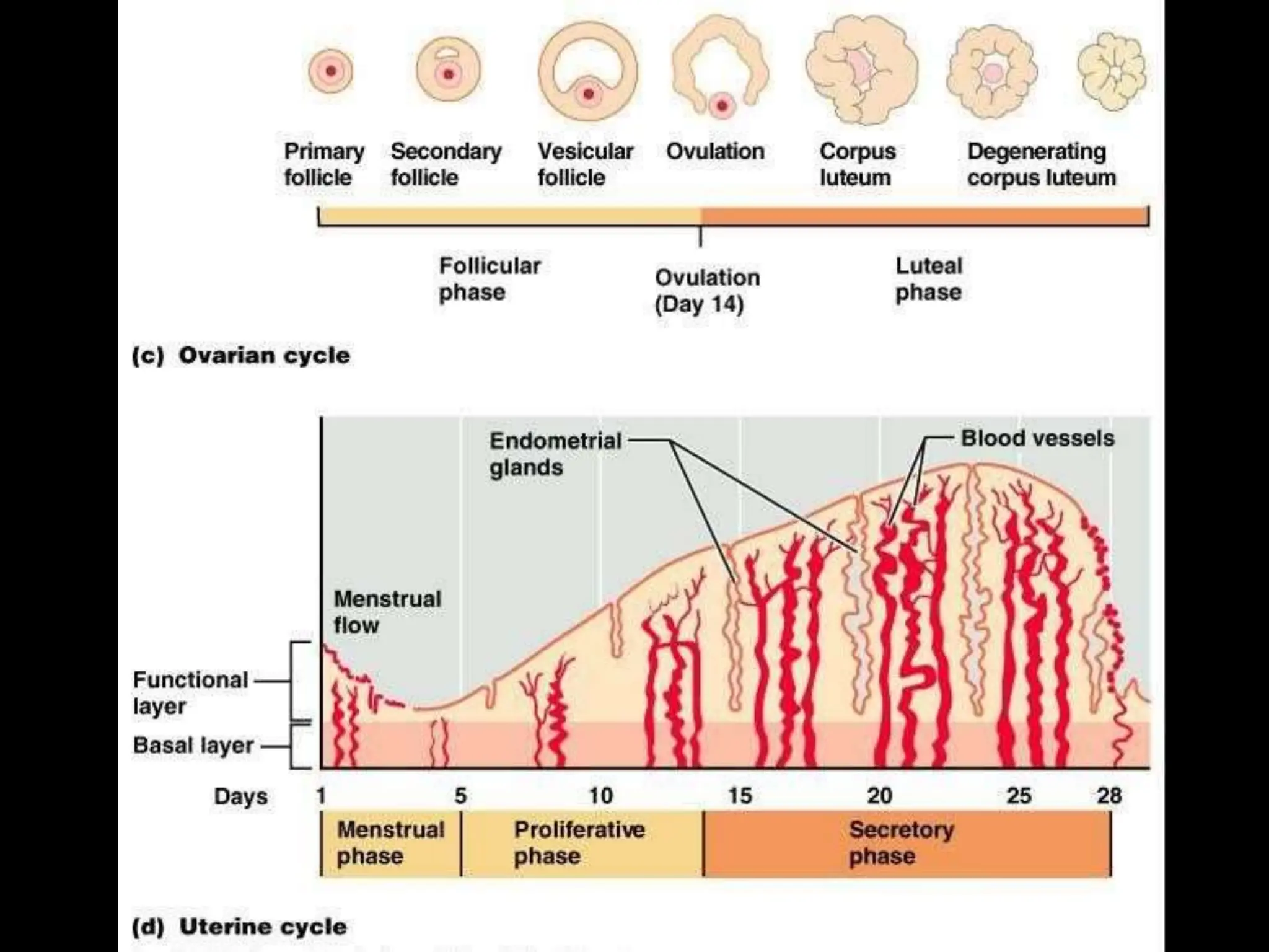 Reproductive physiology..pptx