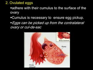 Reproductive physiology | PDF