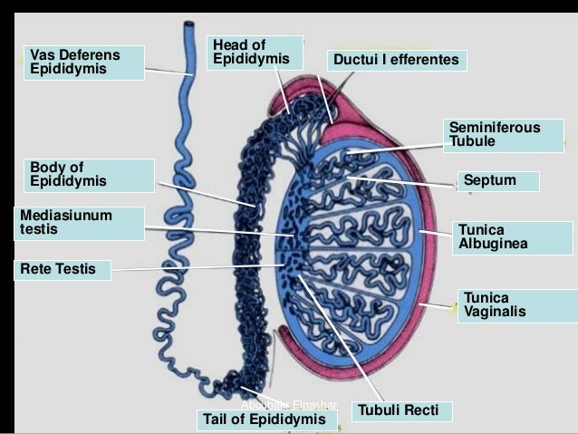 Reproductive physiology