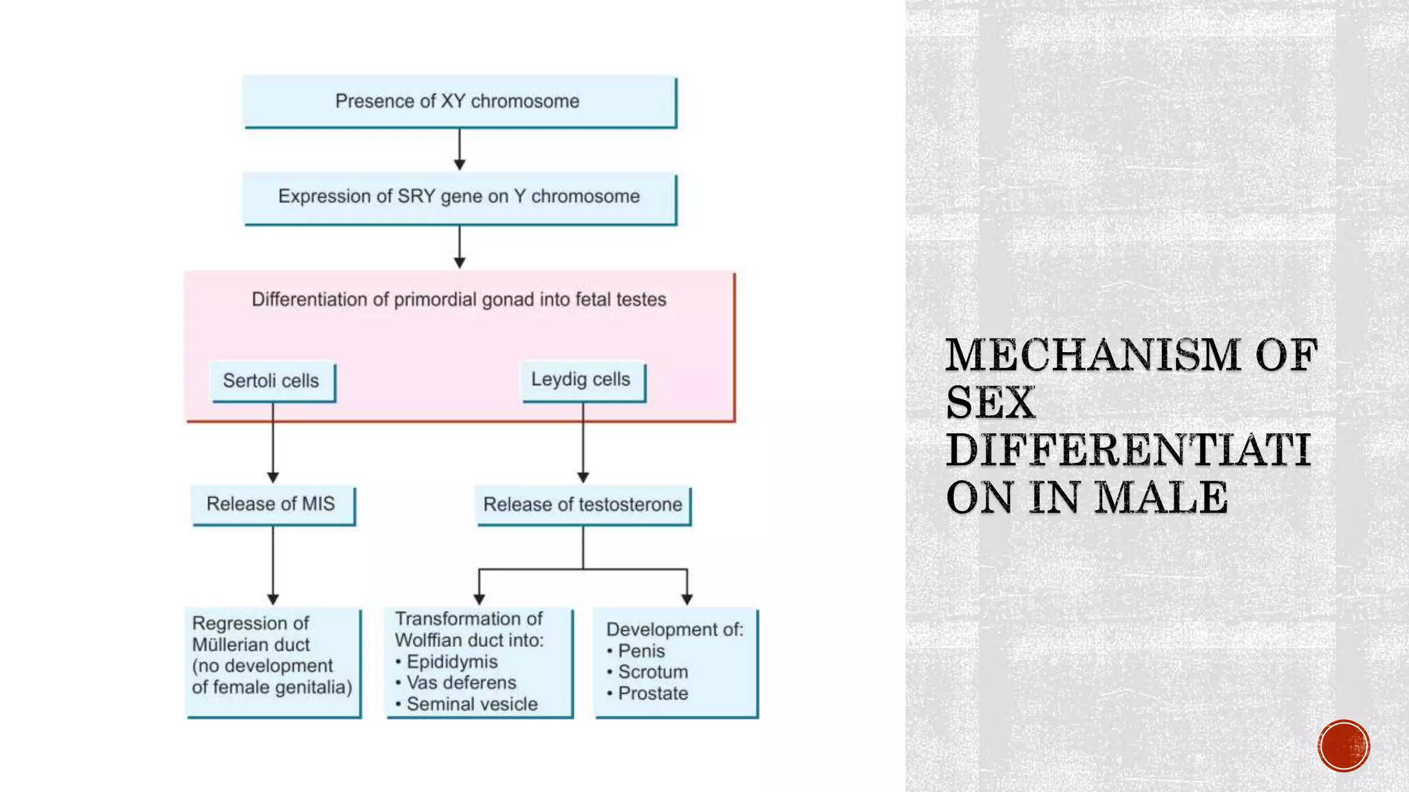 Sex Differentiation And Development Pptx Reproductive Health Diseases And Conditions