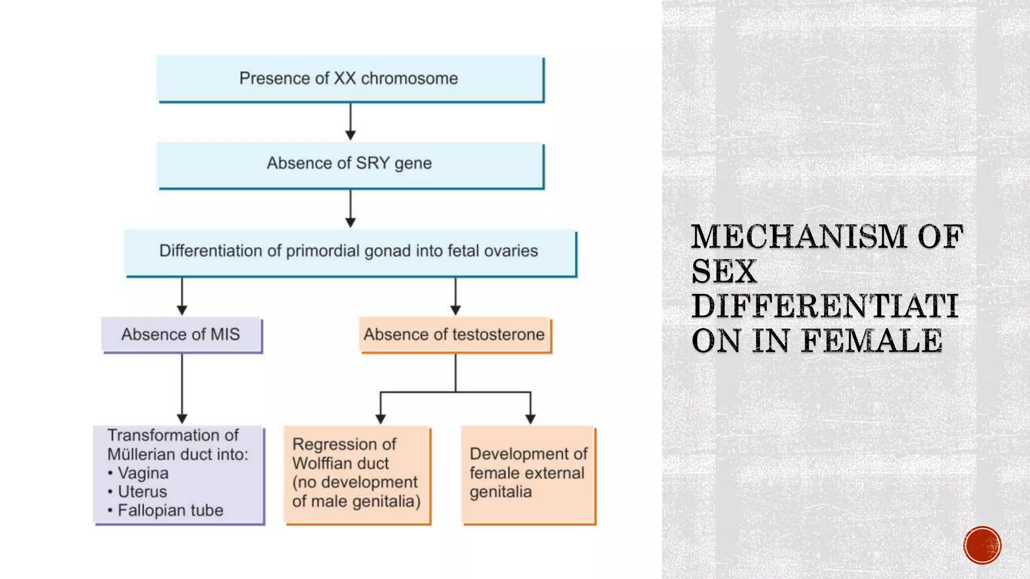 Sex Differentiation And Development Ppt