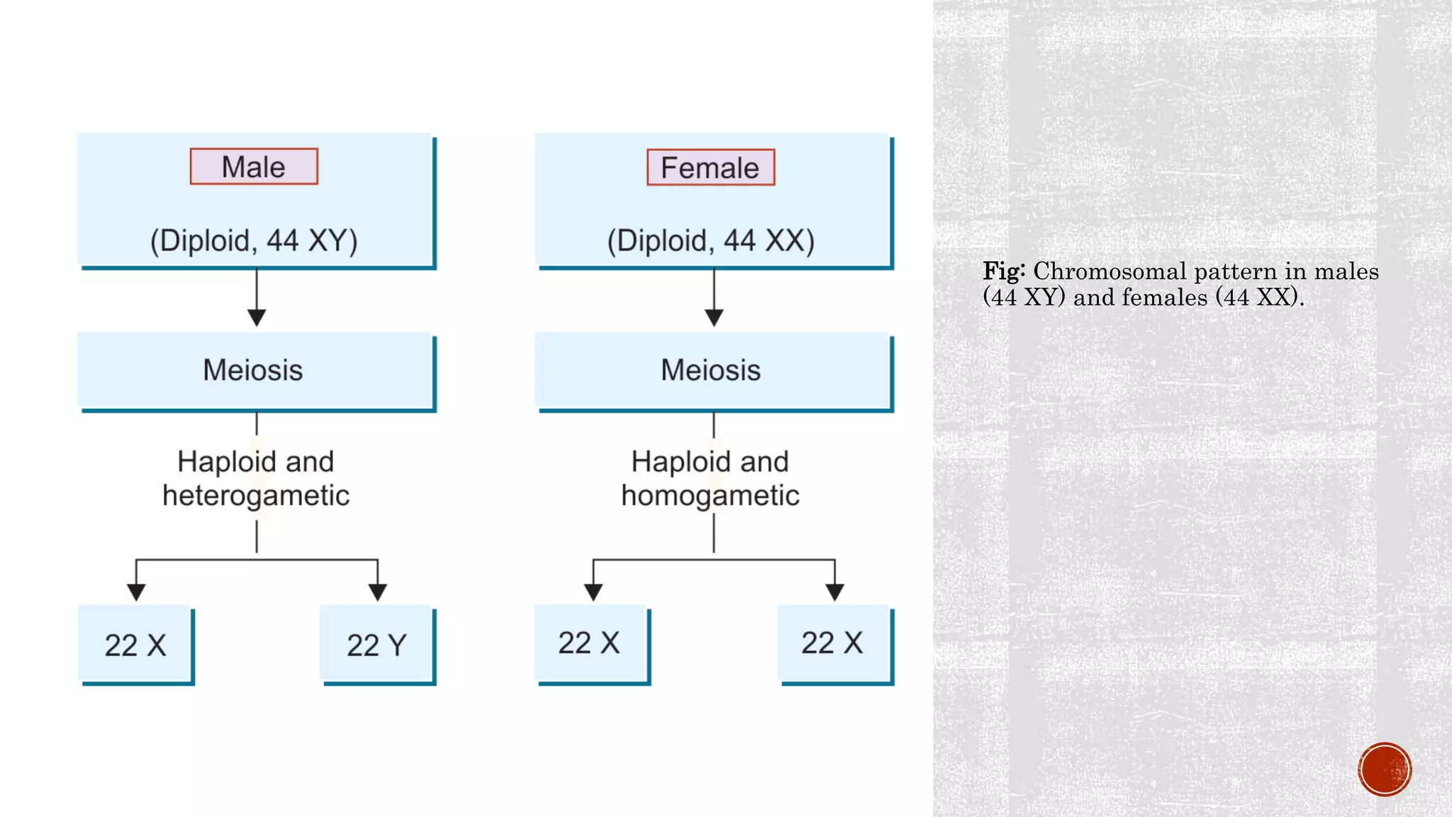 Sex Differentiation And Development Pptx