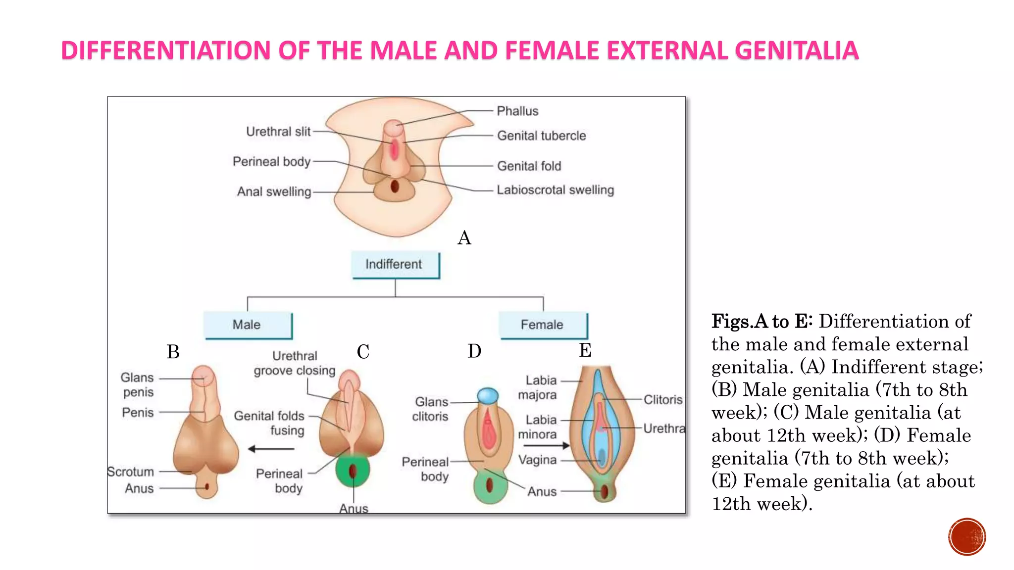 Sex Differentiation And Development Pptx