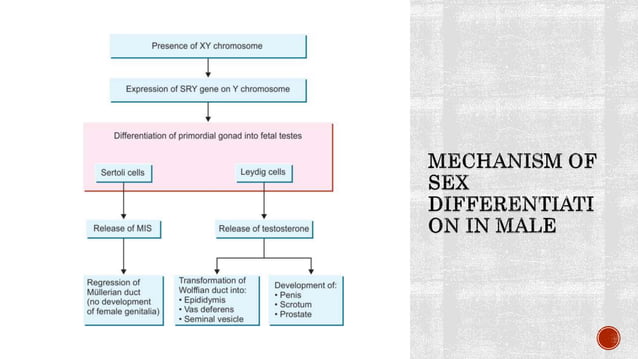 Sex Differentiation And Development Pptx Reproductive Health Diseases And Conditions