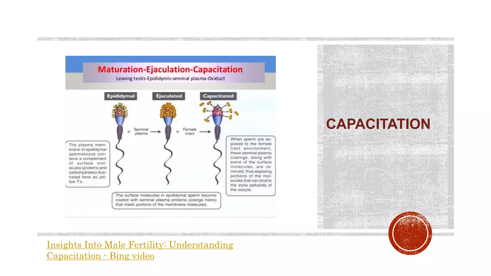 Physiology of Pregnancy and Parturition | PPTX