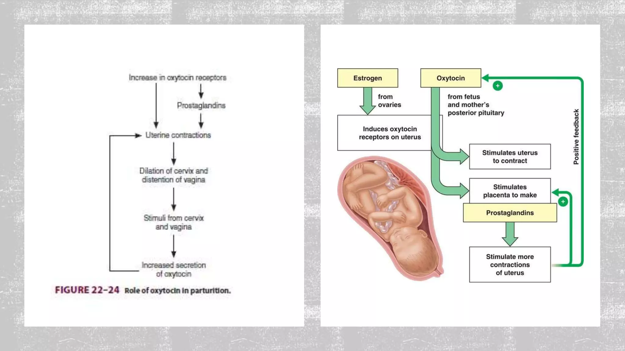 Physiology of Pregnancy and Parturition | PPTX