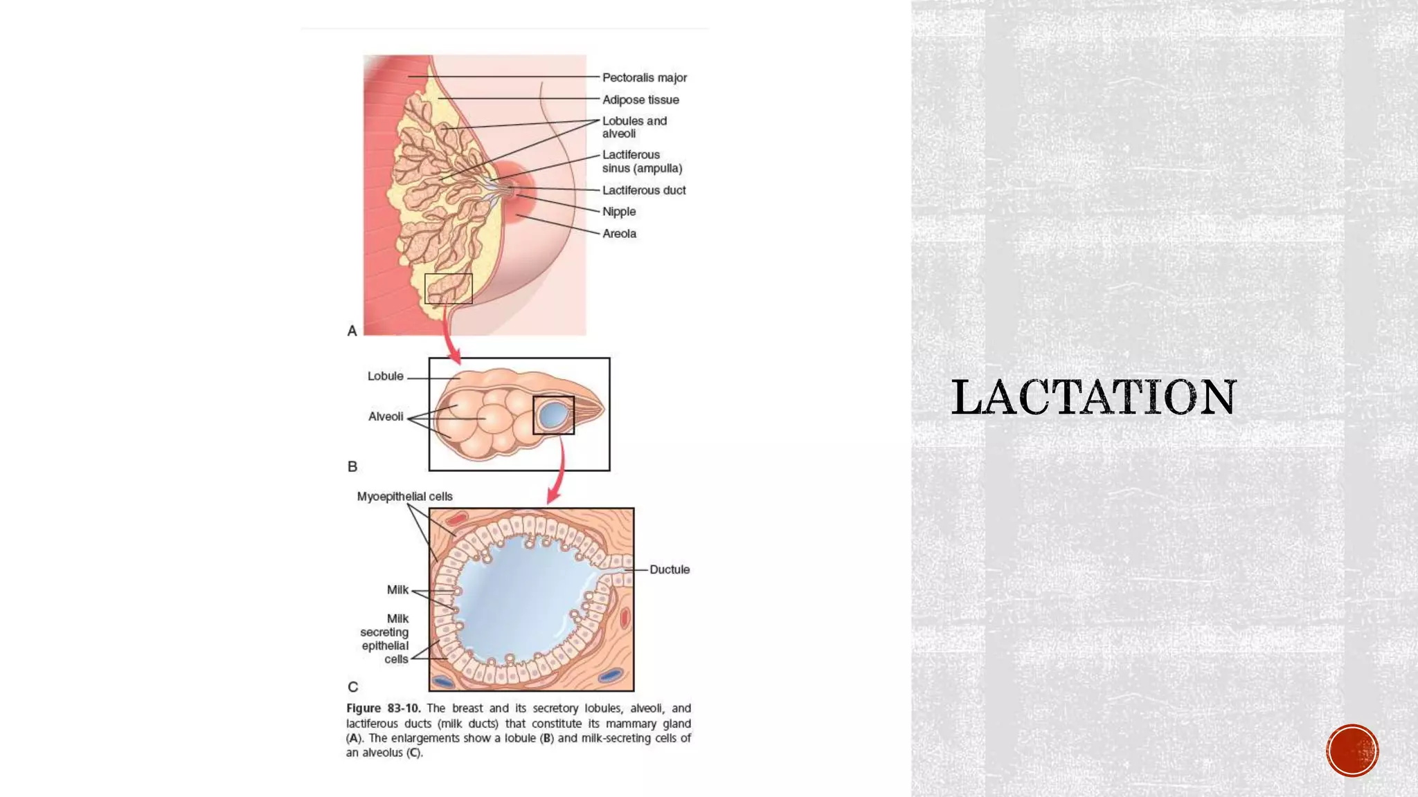 Physiology of Pregnancy and Parturition | PPTX